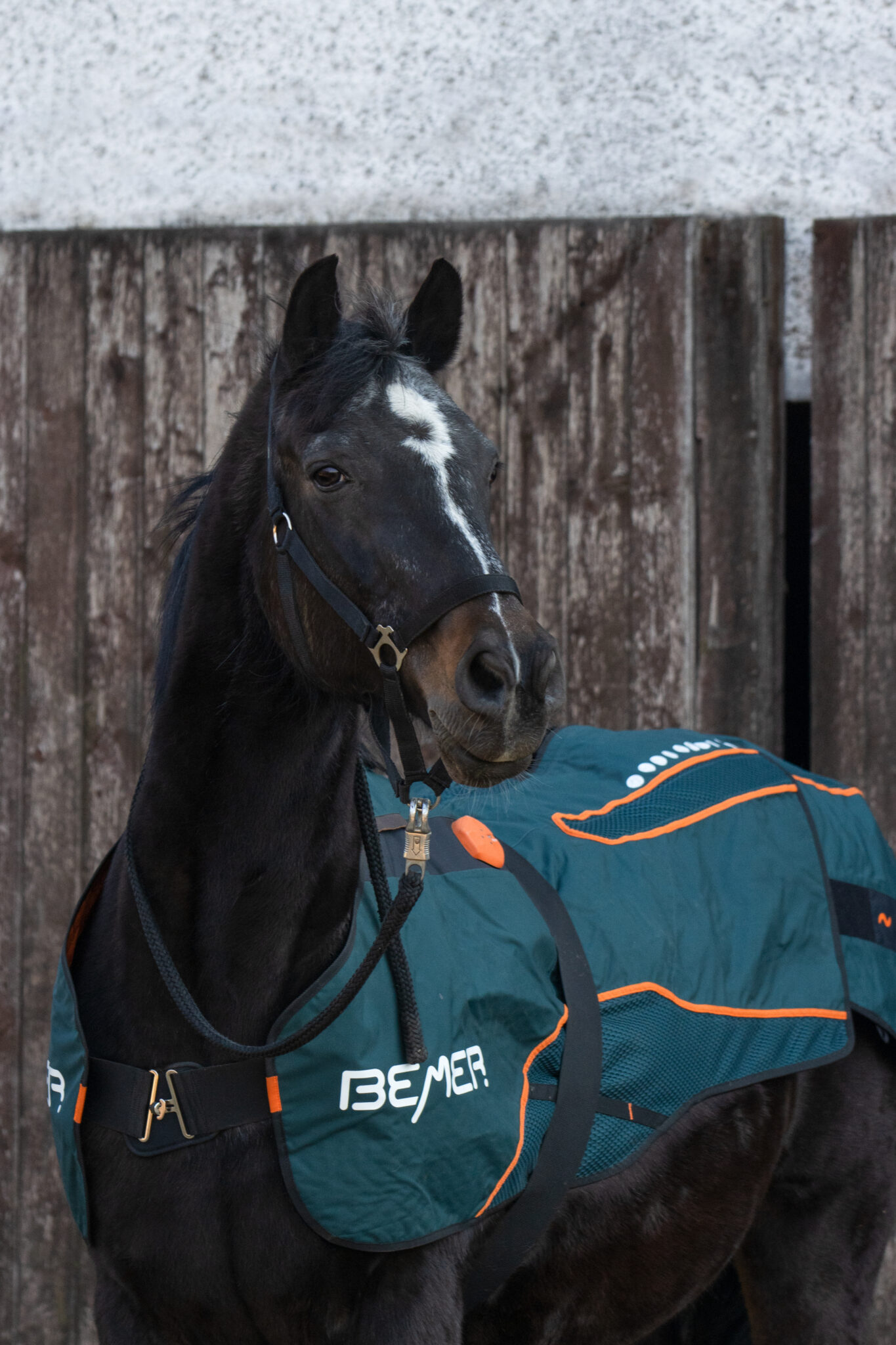 Bemer Horse-Set – equi-well.net